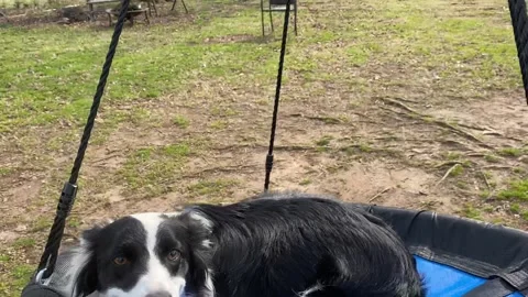 Tree Swing St Stock Videos – Royalty-Free HD & 4K Videos