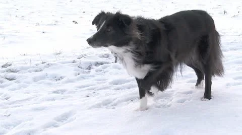 Cute Winter Border Stock Videos – Royalty-Free HD & 4K Videos