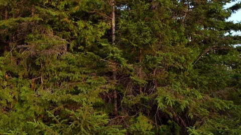 Boreal Forest Stock Video Footage | Royalty Free Boreal Forest Videos | Pond5