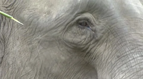 Bornean Pygmy Elephant chewing on bamboo... | Stock Video | Pond5