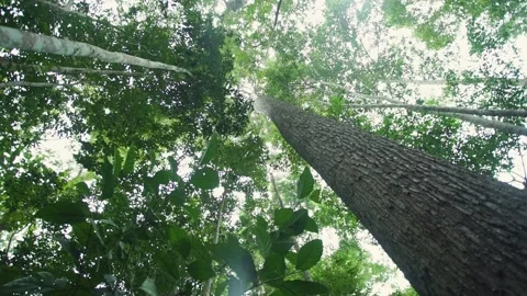 Borneo Rainforest tree canopy | Stock Video | Pond5