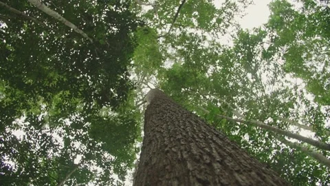 Borneo Rainforest tree canopy | Stock Video | Pond5