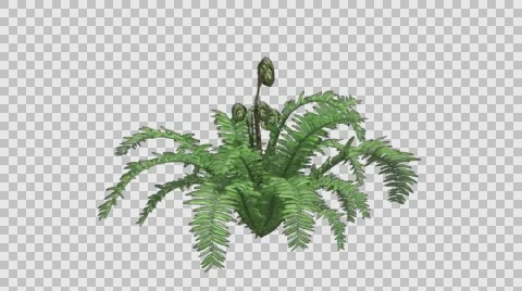 Plant Growth Animation Stock Video Footage | Royalty Free Plant Growth ...