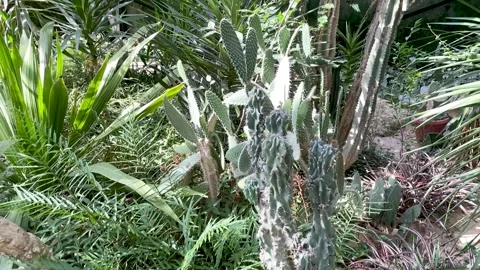 botanical garden, arboretum with cacti, ... | Stock Video | Pond5