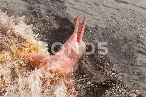 Boto Amazon River Dolphin. Amazon river, Amazonas, Brazil ~ Premium ...