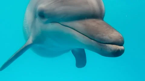 Bottlenose Dolphin posing on camera, loo... | Stock Video | Pond5