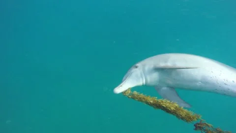 Dolphin Play Stock Footage ~ Royalty Free Stock Videos | Pond5