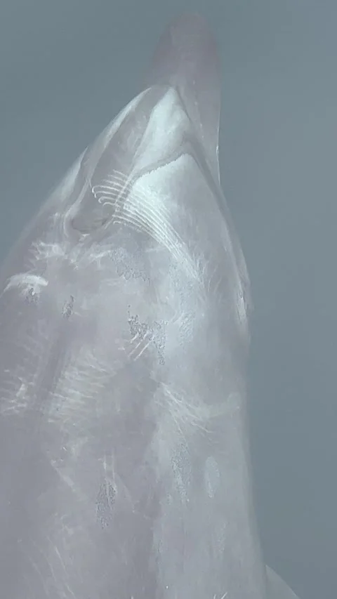 Telling Me Stock Videos – Royalty-Free HD & 4K Videos