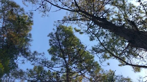 Bottom to top view tree | Stock Video | Pond5