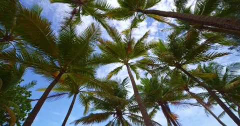 Bottom view of coconut palm tree in sunn... | Stock Video | Pond5