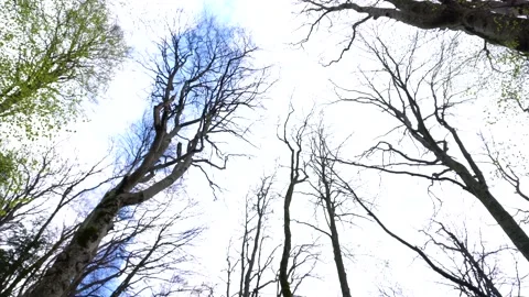 Bottom view in the forest. Trees seen fr... | Stock Video | Pond5