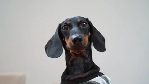 Bottom view portrait of funny curious do... | Stock Video | Pond5