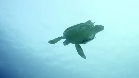 Bottom view of Sea Turtle swim in the bl... | Stock Video | Pond5