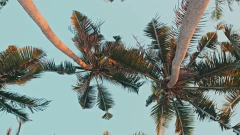 Bottom view shoot of beautiful palm tree... | Stock Video | Pond5