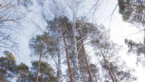 Sky Tops Hair Stock Videos – Royalty-Free HD & 4K Videos | Pond5