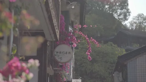 bougainvillea blooming eaves ancient bui... | Stock Video | Pond5