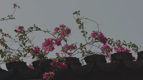 bougainvillea blooming eaves ancient bui... | Stock Video | Pond5