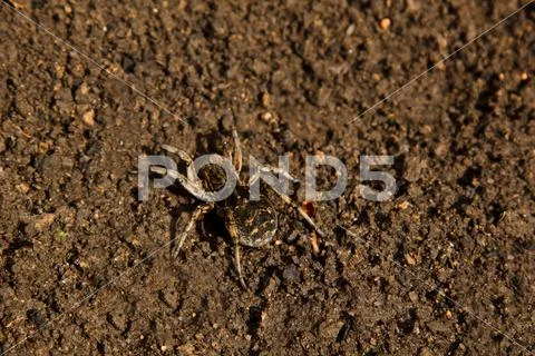 Bouncing spider tarantula digs a hole in the ground. wolf spider nest ...