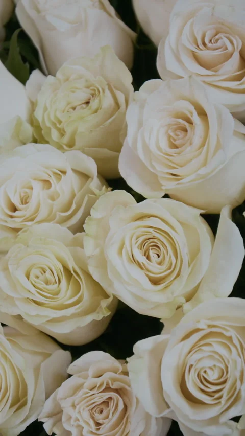 Bouquet of Fresh White Roses with Elegan... | Stock Video | Pond5