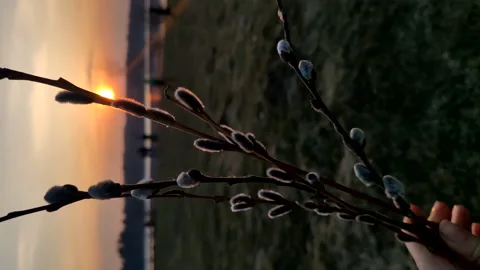 Willow Hand Video Stock Videos – Royalty-Free HD & 4K Videos | Pond5