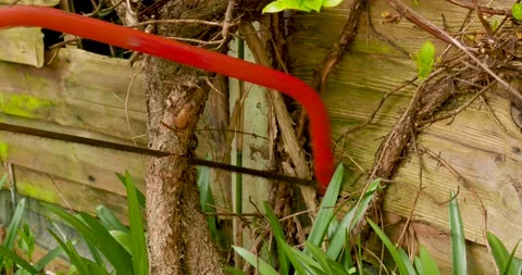 Bow tree saw used to cut the trunk of a ... | Stock Video | Pond5