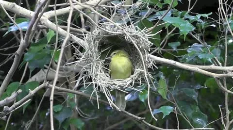 Bower & Bower Stock Videos – Royalty-Free HD & 4K Videos | Pond5