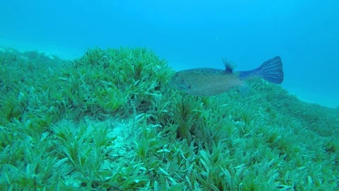 Box fish feeds on the seabed covered wi... | Stock Video | Pond5