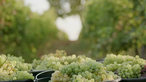 Vind No Background Stock Videos – Royalty-Free HD & 4K Videos