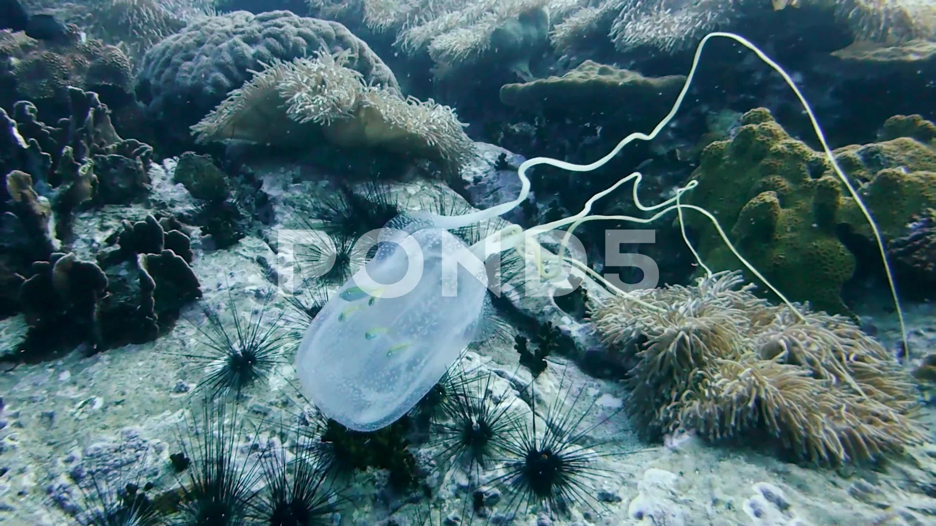Coral Reef Box Jellyfish