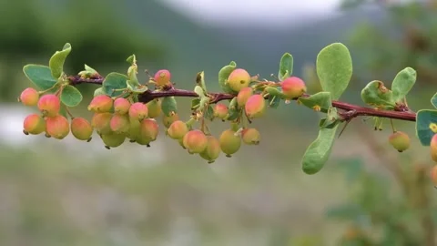 Box-Leaved Barberry (Berberis microphyll... | Stock Video | Pond5