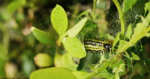 Box tree moth eating buxus leaves | Stock Video | Pond5