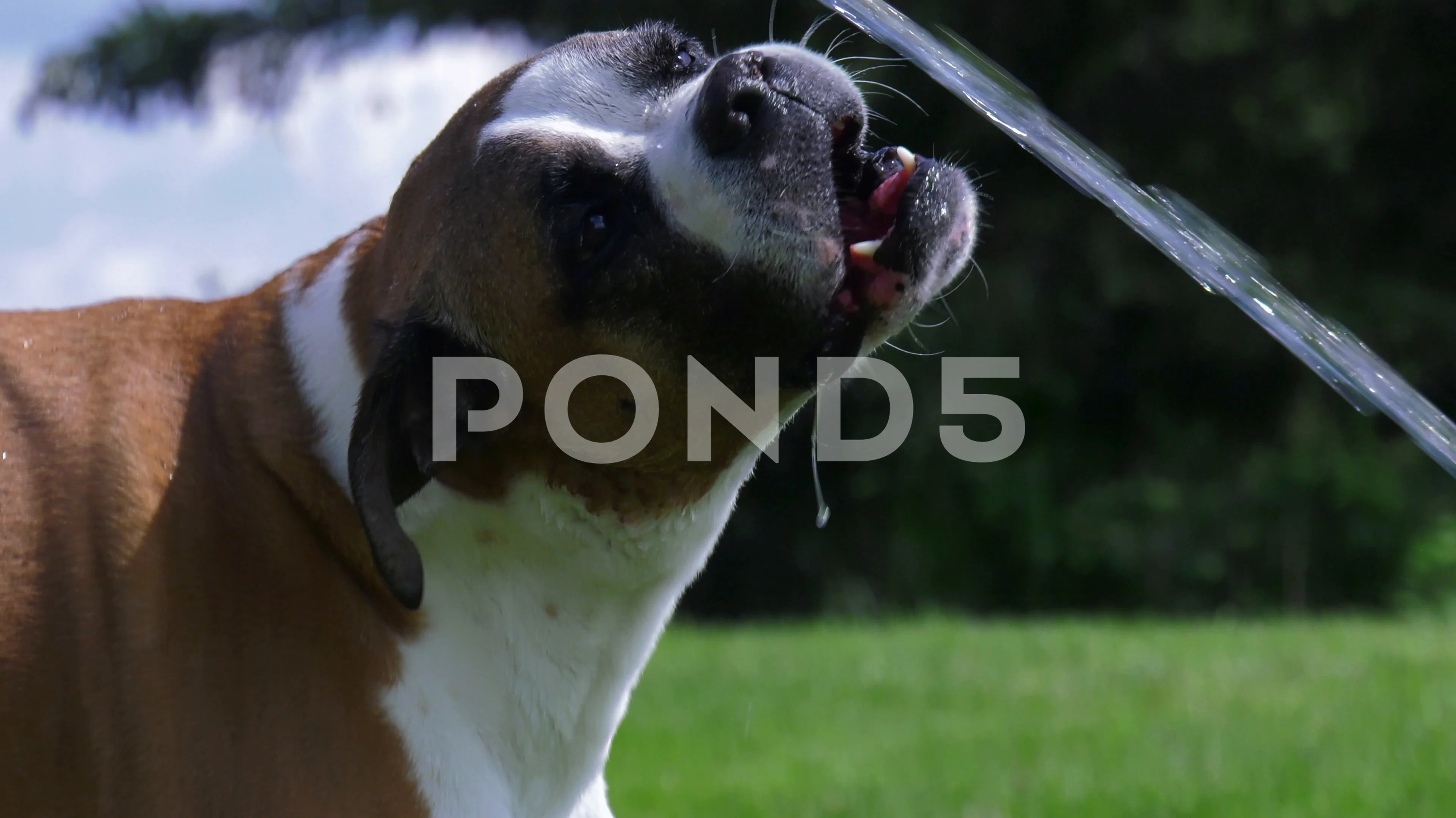 How Much Water Should A Boxer Puppy Drink