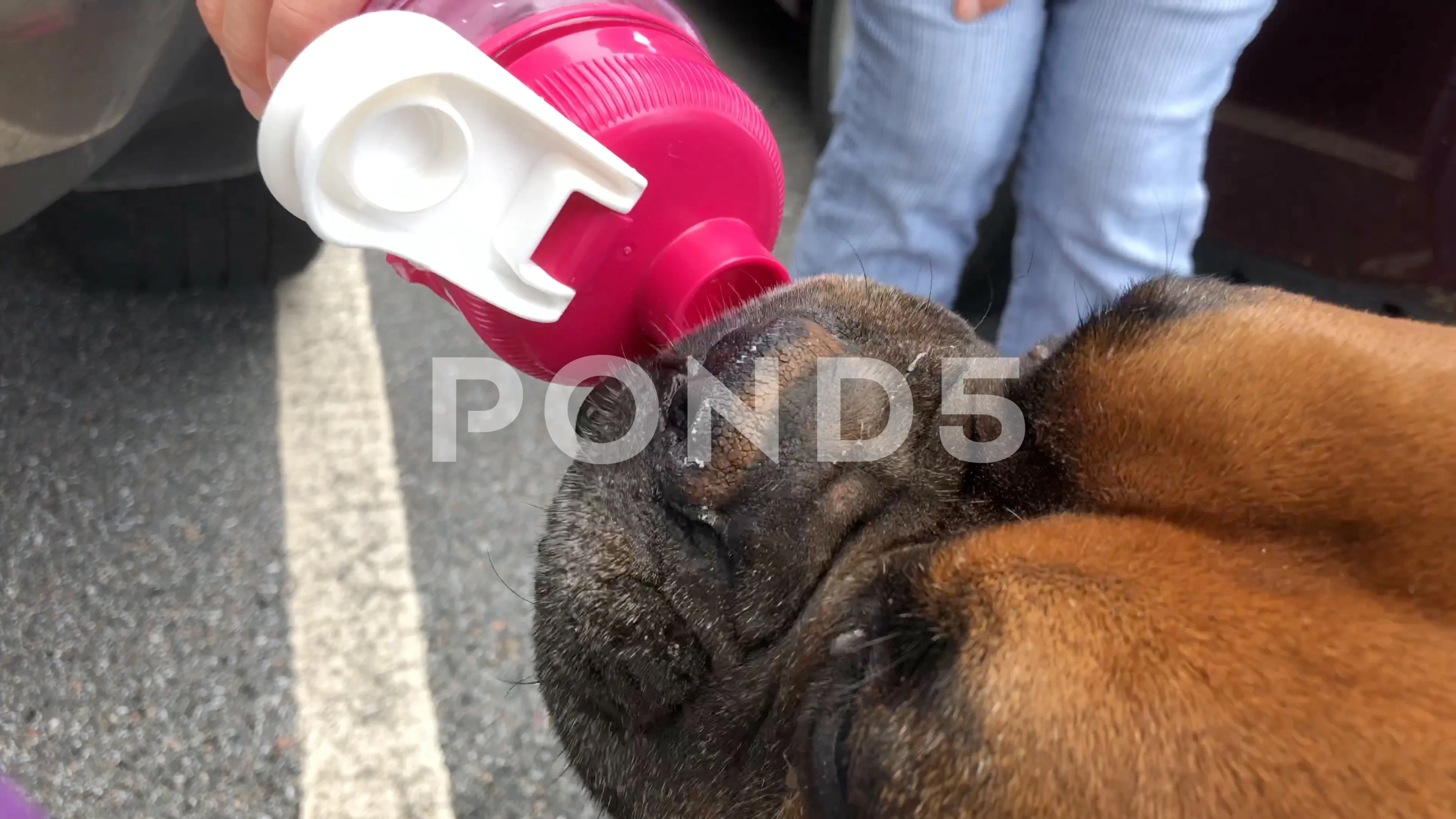 How Much Water Should A Boxer Puppy Drink