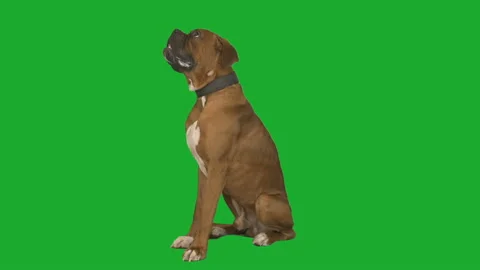 boxer dog looking up and down on a green... | Stock Video | Pond5
