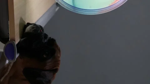 Boxer dog sitting at his desk and lookin... | Stock Video | Pond5