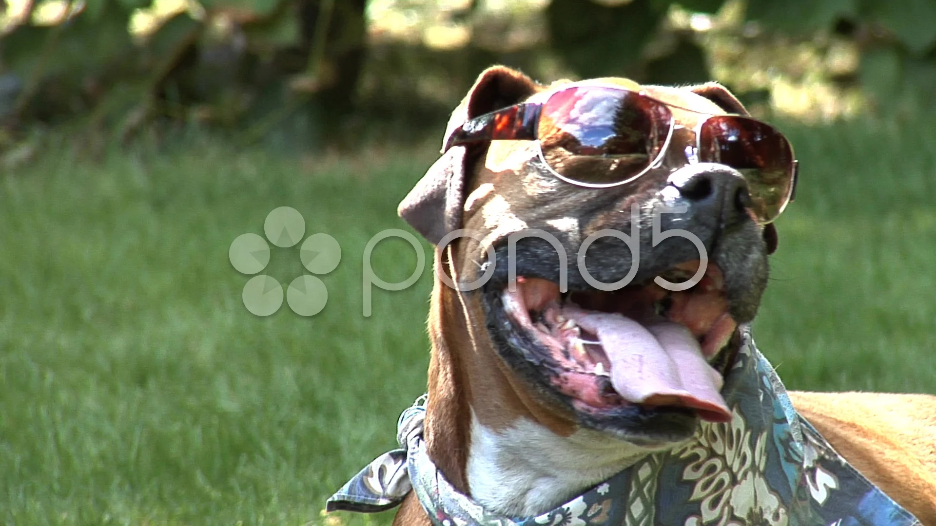 Boxer Dog Wearing Glasses