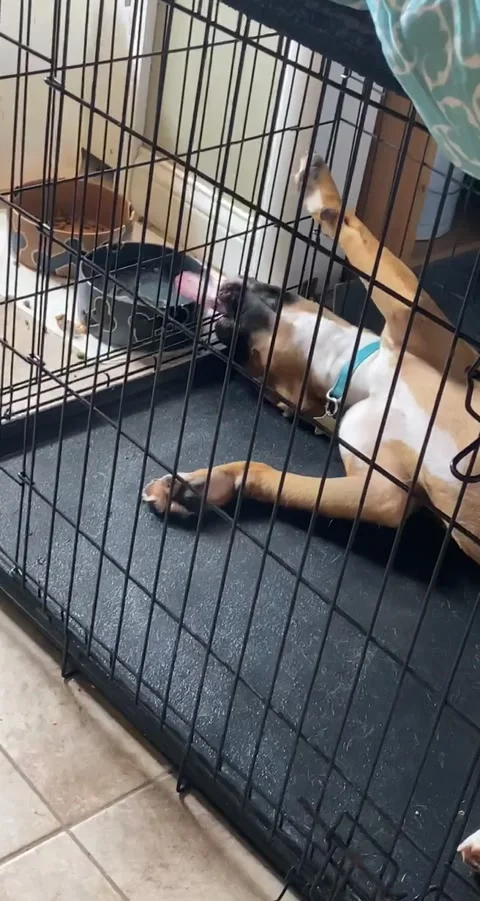 Upside Down Star Stock Videos – Royalty-Free HD & 4K Videos | Pond5