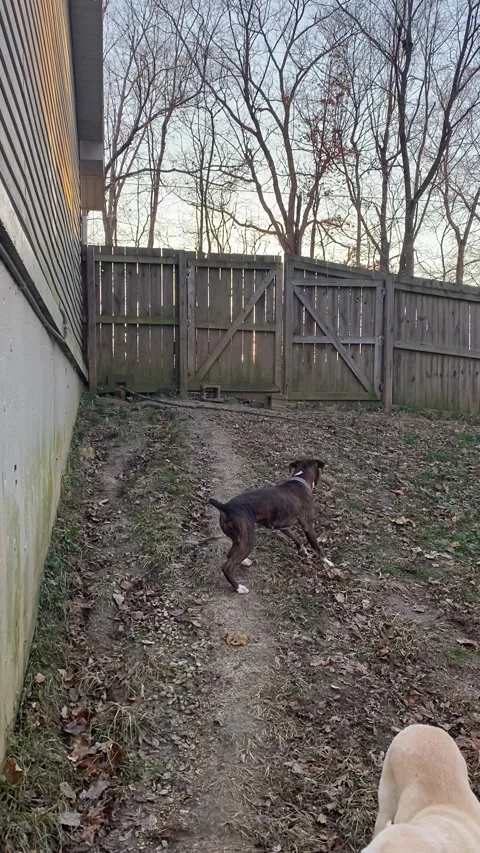 Boxer Showcases Ability to Jump 6 Foot T... | Stock Video | Pond5
