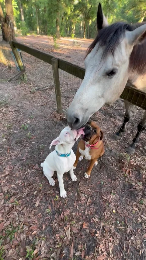 Horse Kissing Video Stock Videos – Royalty-Free HD & 4K Videos