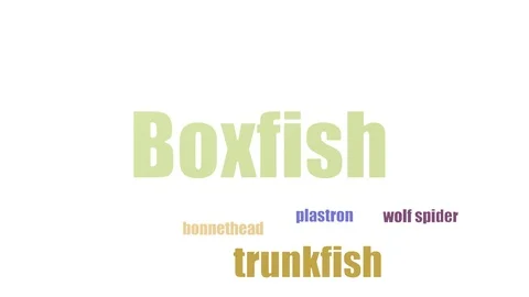 Boxfish Tag Cloud Animated On White Back... | Stock Video | Pond5