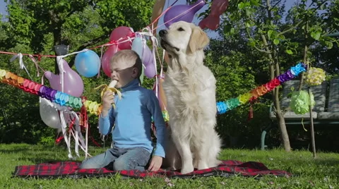 Banana Dog Stock Videos – Royalty-Free HD & 4K Videos | Pond5