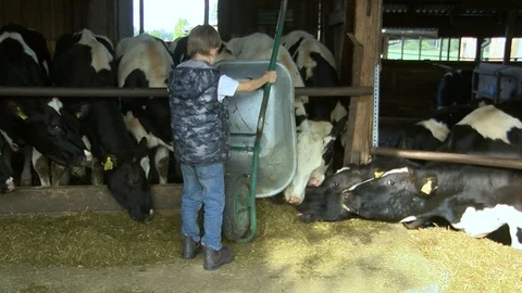 Cows Boy Stock Footage ~ Royalty Free Stock Videos | Pond5