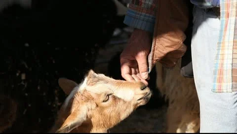 Boy With Animals Stock Videos – Royalty-Free HD & 4K Videos | Pond5