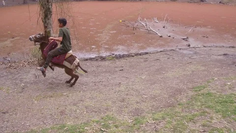 Boy riding donkey in forest with a falle... | Stock Video | Pond5