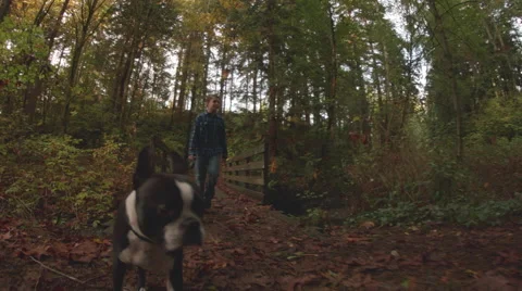 Boy Walking Dog Across Bridge of Forest ... | Stock Video | Pond5