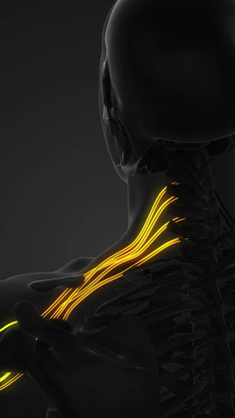 Brachial plexus network of nerves in the... | Stock Video | Pond5