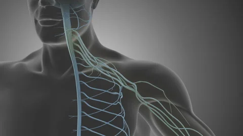 Brachial Plexus Shoulder Nerve Pathways ... | Stock Video | Pond5
