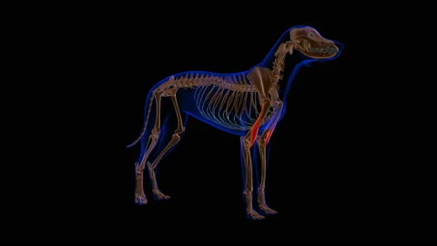 Brachialis muscle Dog muscle Anatomy For... | Stock Video | Pond5