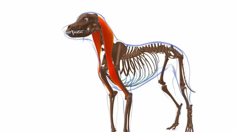 Brachiocephalicus muscle Dog muscle Anat... | Stock Video | Pond5