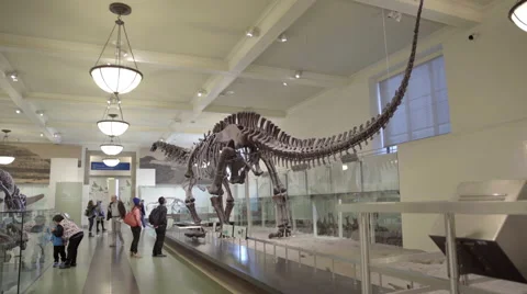 Dinosaur Museum Stock Video Footage | Royalty Free Dinosaur Museum ...